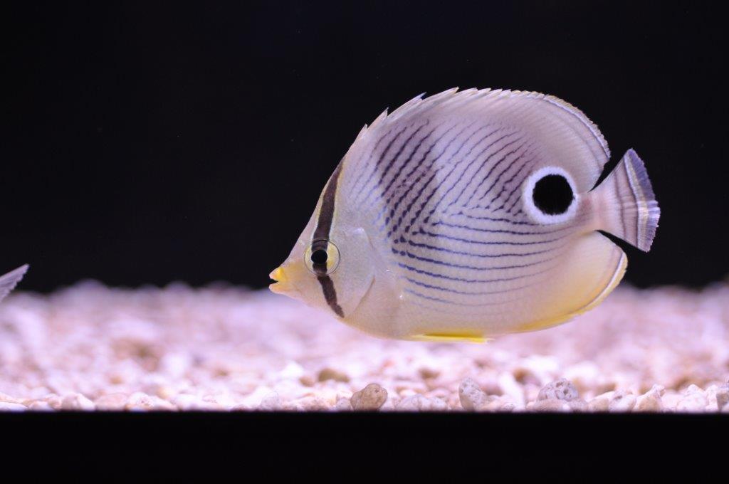 Chaetodon Capistratus Habitattitude Protect Our Environment Chaetodon Capistratus Habitattitude Protect Our Environment